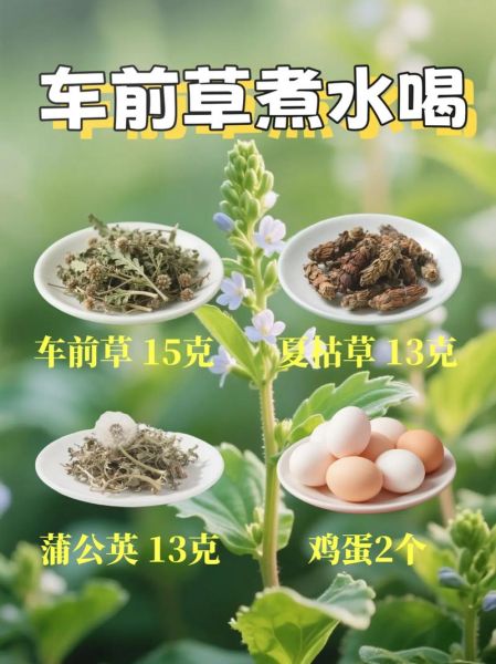 车前草怎么煮水_车前草煮水的正确做法-第2张图片-山城妙识 车前草怎么煮水_车前草煮水的正确做法-第2张图片-山城妙识