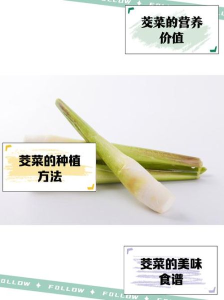 茭儿菜怎么炒好吃_茭儿菜需要焯水吗-第1张图片-山城妙识