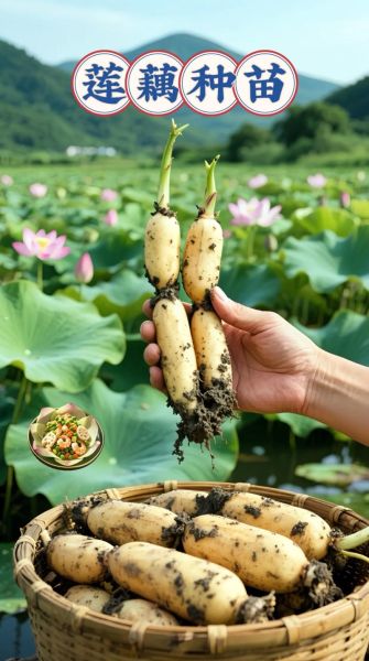 藕适合种在哪里_藕的种植条件有哪些-第3张图片-山城妙识