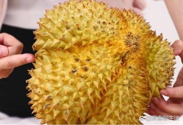 榴莲一直不开口怎么办_怎么判断榴莲熟没熟-第2张图片-山城妙识