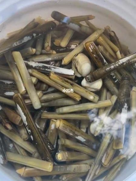为什么禁止用盐捉竹节蛏_国家新规如何执行-第2张图片-山城妙识