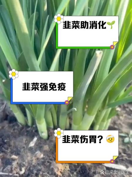 吃韭菜的好处和坏处_韭菜吃多了有什么副作用-第2张图片-山城妙识