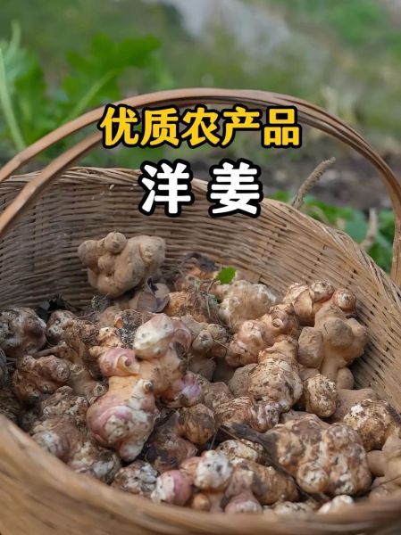 洋姜怎么腌制好吃_洋姜腌制方法视频教程-第2张图片-山城妙识 洋姜怎么腌制好吃_洋姜腌制方法视频教程-第2张图片-山城妙识