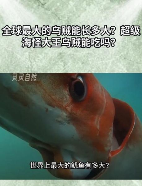 巨型大王乌贼有多大_巨型大王乌贼真实图片-第3张图片-山城妙识