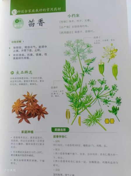 小茴香的功效与作用_小茴香能治什么病-第3张图片-山城妙识