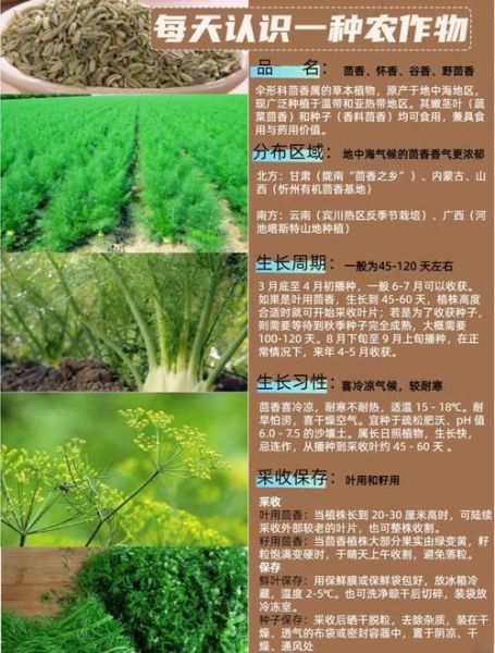 小茴香的功效与作用_小茴香能治什么病-第2张图片-山城妙识