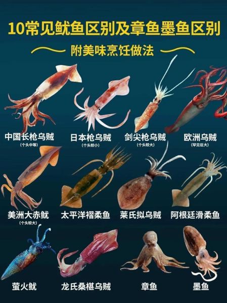 八爪鱼和墨鱼的区别_怎么区分章鱼与乌贼-第1张图片-山城妙识 八爪鱼和墨鱼的区别_怎么区分章鱼与乌贼-第1张图片-山城妙识