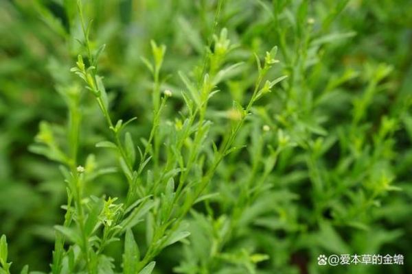 马兰头怎么种_马兰头种植时间-第2张图片-山城妙识 马兰头怎么种_马兰头种植时间-第2张图片-山城妙识