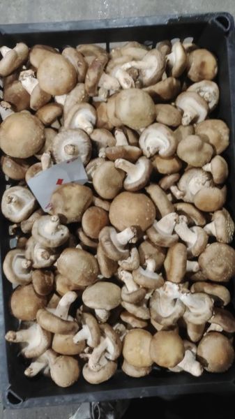 香菇图片大全大图_如何挑选优质香菇-第2张图片-山城妙识