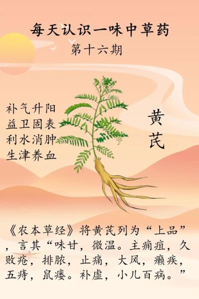 黄芪的功效与作用有哪些_黄芪的副作用是什么-第1张图片-山城妙识 黄芪的功效与作用有哪些_黄芪的副作用是什么-第1张图片-山城妙识