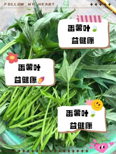 地瓜叶的功效与作用_地瓜叶怎么吃最营养-第3张图片-山城妙识 地瓜叶的功效与作用_地瓜叶怎么吃最营养-第3张图片-山城妙识