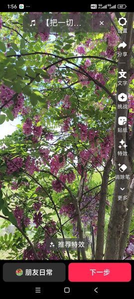 香花槐价格表_香花槐多少钱一棵-第1张图片-山城妙识