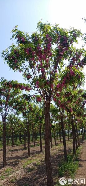 香花槐价格表_香花槐多少钱一棵-第3张图片-山城妙识