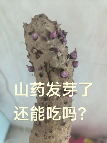 发芽的山药能吃吗_发芽山药有毒吗-第2张图片-山城妙识