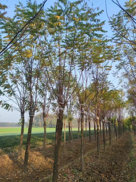 香花槐价格表_香花槐多少钱一棵-第2张图片-山城妙识