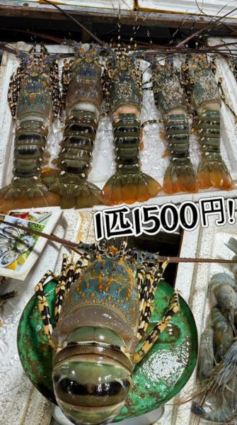 2019年大龙虾多少钱一斤_大龙虾价格走势-第1张图片-山城妙识