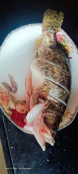 桂花鱼图片大全_桂花鱼怎么挑选-第2张图片-山城妙识