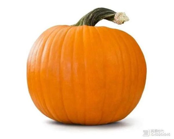 南瓜英语发音怎么读_南瓜英语发音和pumpkin区别-第2张图片-山城妙识 南瓜英语发音怎么读_南瓜英语发音和pumpkin区别-第2张图片-山城妙识