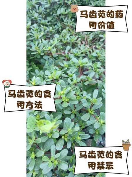 马齿笕的功效与作用_马齿笕怎么吃效果最好-第2张图片-山城妙识 马齿笕的功效与作用_马齿笕怎么吃效果最好-第2张图片-山城妙识