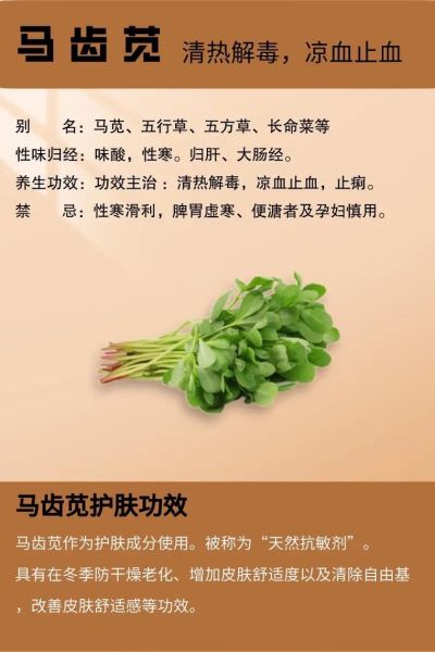 马齿笕的功效与作用_马齿笕怎么吃效果最好-第3张图片-山城妙识 马齿笕的功效与作用_马齿笕怎么吃效果最好-第3张图片-山城妙识