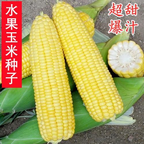 甜玉米图片大全_甜玉米品种有哪些-第3张图片-山城妙识 甜玉米图片大全_甜玉米品种有哪些-第3张图片-山城妙识