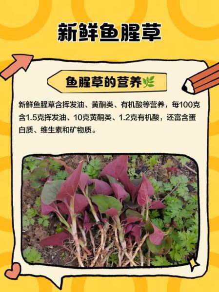 孕妇可以吃鱼腥草吗_鱼腥草对孕妇的影响-第1张图片-山城妙识 孕妇可以吃鱼腥草吗_鱼腥草对孕妇的影响-第1张图片-山城妙识