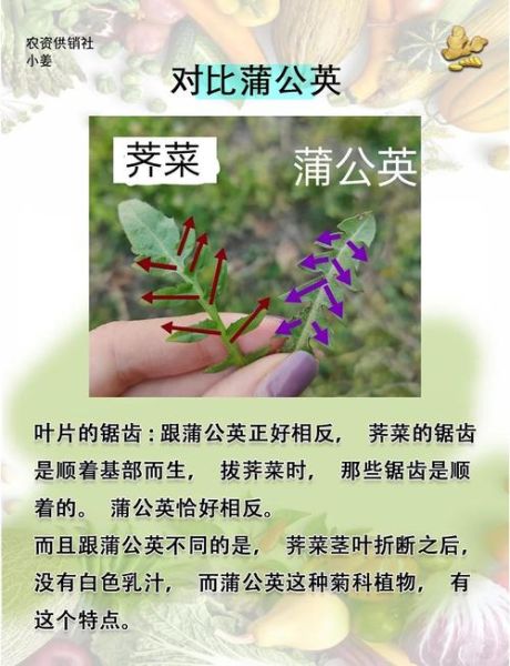有毒野菜像荠菜怎么辨别_误食后怎么办-第1张图片-山城妙识