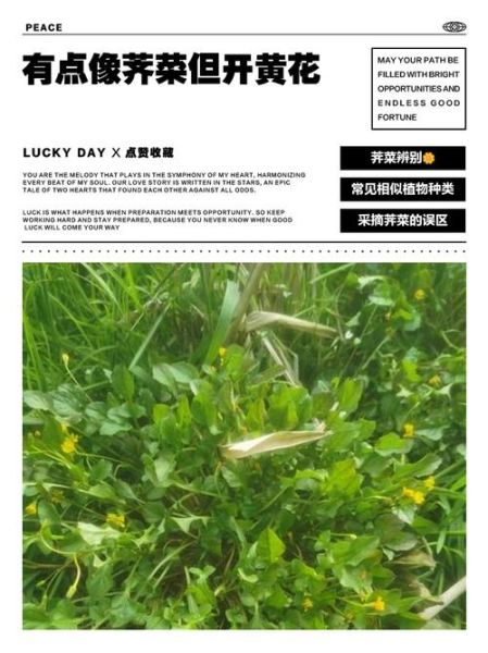 有毒野菜像荠菜怎么辨别_误食后怎么办-第3张图片-山城妙识