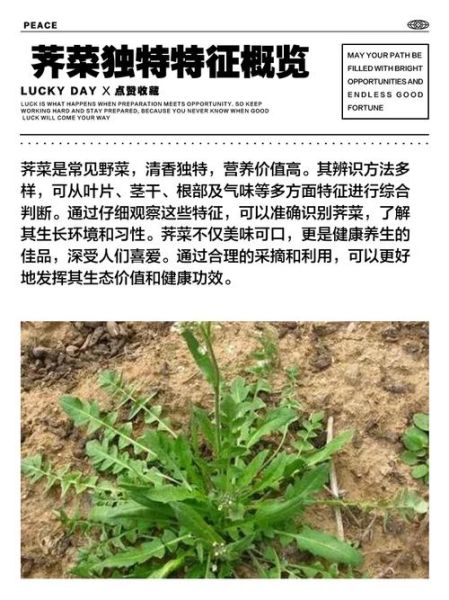 有毒野菜像荠菜怎么辨别_误食后怎么办-第2张图片-山城妙识