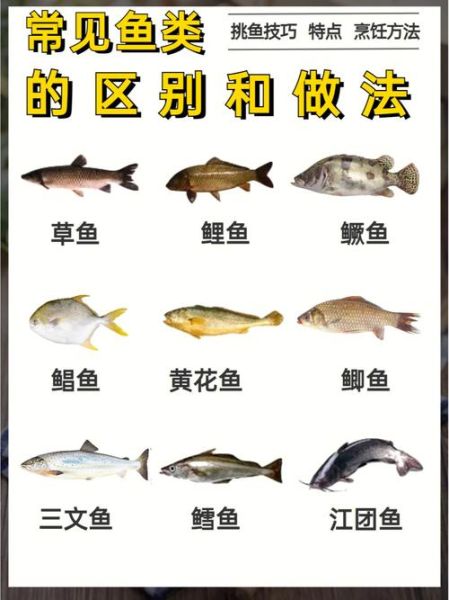 菜市场常见鱼类有哪些_如何挑选新鲜鱼-第3张图片-山城妙识