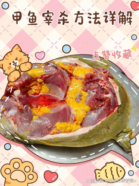 杀甲鱼的正确方法图解_甲鱼怎么处理干净-第1张图片-山城妙识