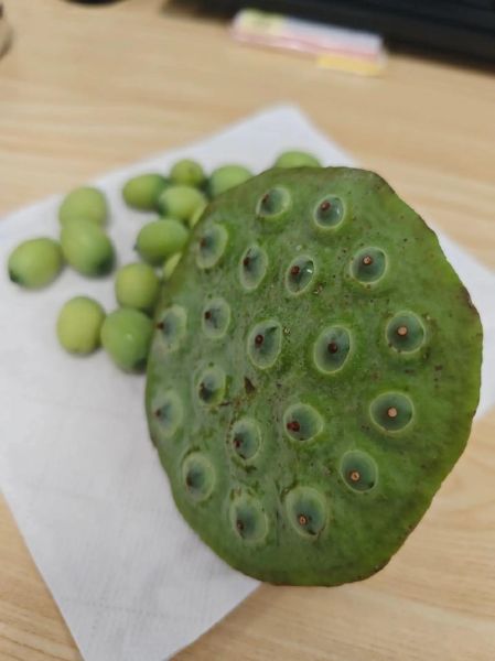 莲蓬能减肥吗_莲蓬怎么吃减肥效果好-第3张图片-山城妙识