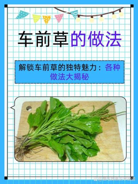 车前草怎么吃_车前草禁忌有哪些-第1张图片-山城妙识