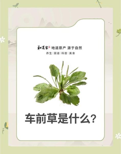 车前草怎么吃_车前草禁忌有哪些-第2张图片-山城妙识
