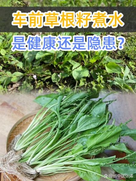 车前草怎么吃_车前草禁忌有哪些-第3张图片-山城妙识