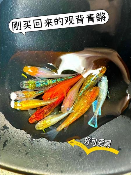 鳉鱼怎么养_鳉鱼寿命有多长-第3张图片-山城妙识