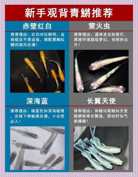 鳉鱼怎么养_鳉鱼寿命有多长-第2张图片-山城妙识