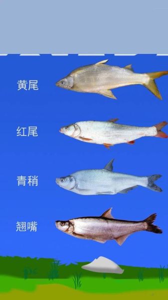 青稍鱼怎么钓_青稍鱼用什么饵-第2张图片-山城妙识