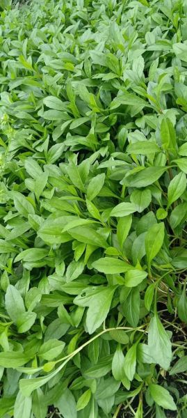 马兰头别名叫什么野菜_马兰头与哪些野菜容易混淆-第2张图片-山城妙识