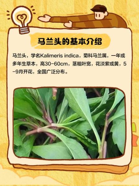 马兰头别名叫什么野菜_马兰头与哪些野菜容易混淆-第3张图片-山城妙识