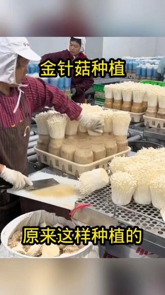 金针菇怎么在家种植_金针菇家庭种植方法-第2张图片-山城妙识 金针菇怎么在家种植_金针菇家庭种植方法-第2张图片-山城妙识