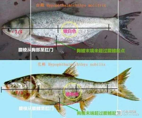 鳙鱼和花鲢的区别_哪个更好吃-第1张图片-山城妙识