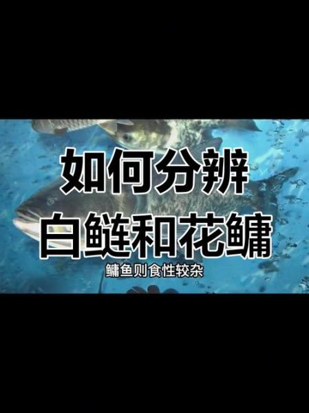 鳙鱼和花鲢的区别_哪个更好吃-第2张图片-山城妙识