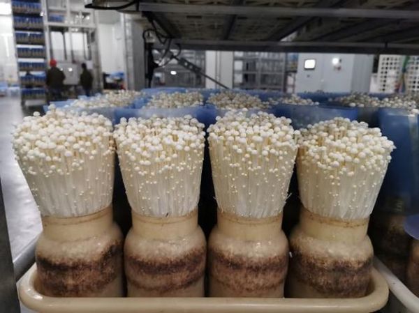 金针菇怎么在家种植_金针菇家庭种植方法-第3张图片-山城妙识 金针菇怎么在家种植_金针菇家庭种植方法-第3张图片-山城妙识