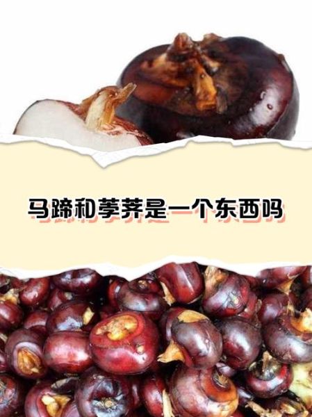 马蹄荸荠怎么读_马蹄和荸荠的区别-第2张图片-山城妙识