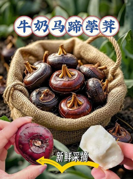 马蹄荸荠怎么读_马蹄和荸荠的区别-第3张图片-山城妙识