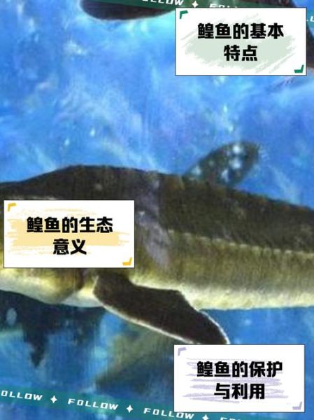 鲟鳇鱼和中华鲟的区别_中华鲟是鲟鳇鱼吗-第2张图片-山城妙识 鲟鳇鱼和中华鲟的区别_中华鲟是鲟鳇鱼吗-第2张图片-山城妙识