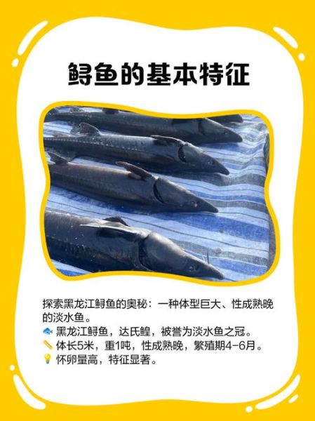 鲟鳇鱼和中华鲟的区别_中华鲟是鲟鳇鱼吗-第3张图片-山城妙识 鲟鳇鱼和中华鲟的区别_中华鲟是鲟鳇鱼吗-第3张图片-山城妙识