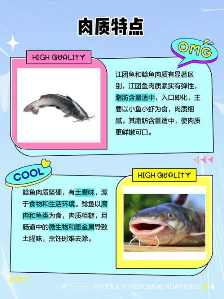 鲶鱼冒充清江鱼怎么分辨_清江鱼和鲶鱼区别-第2张图片-山城妙识 鲶鱼冒充清江鱼怎么分辨_清江鱼和鲶鱼区别-第2张图片-山城妙识