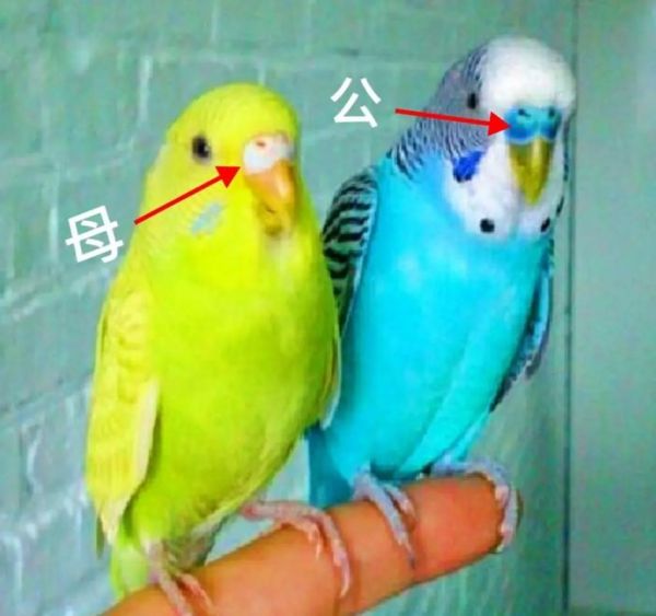 鹦鹉品种大全_鹦鹉图片怎么分辨-第1张图片-山城妙识 鹦鹉品种大全_鹦鹉图片怎么分辨-第1张图片-山城妙识